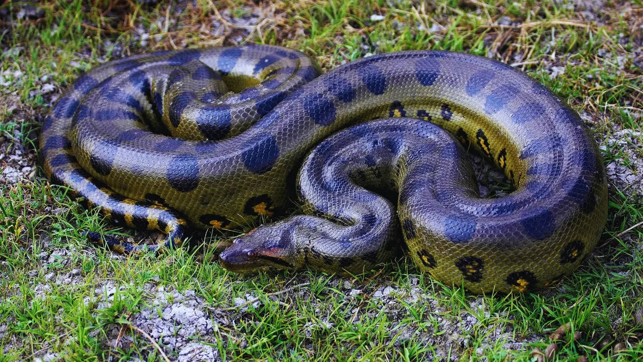10 iconic animals from the Amazon rainforest