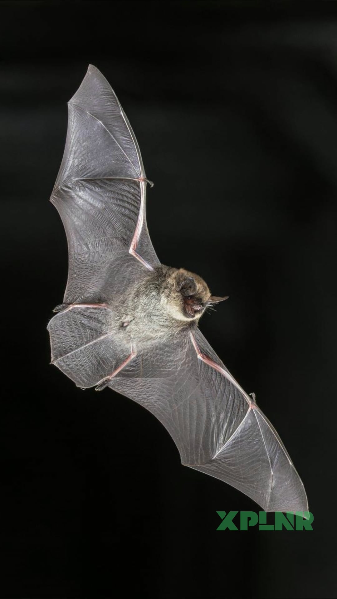 The remarkable way bats navigate without eyes