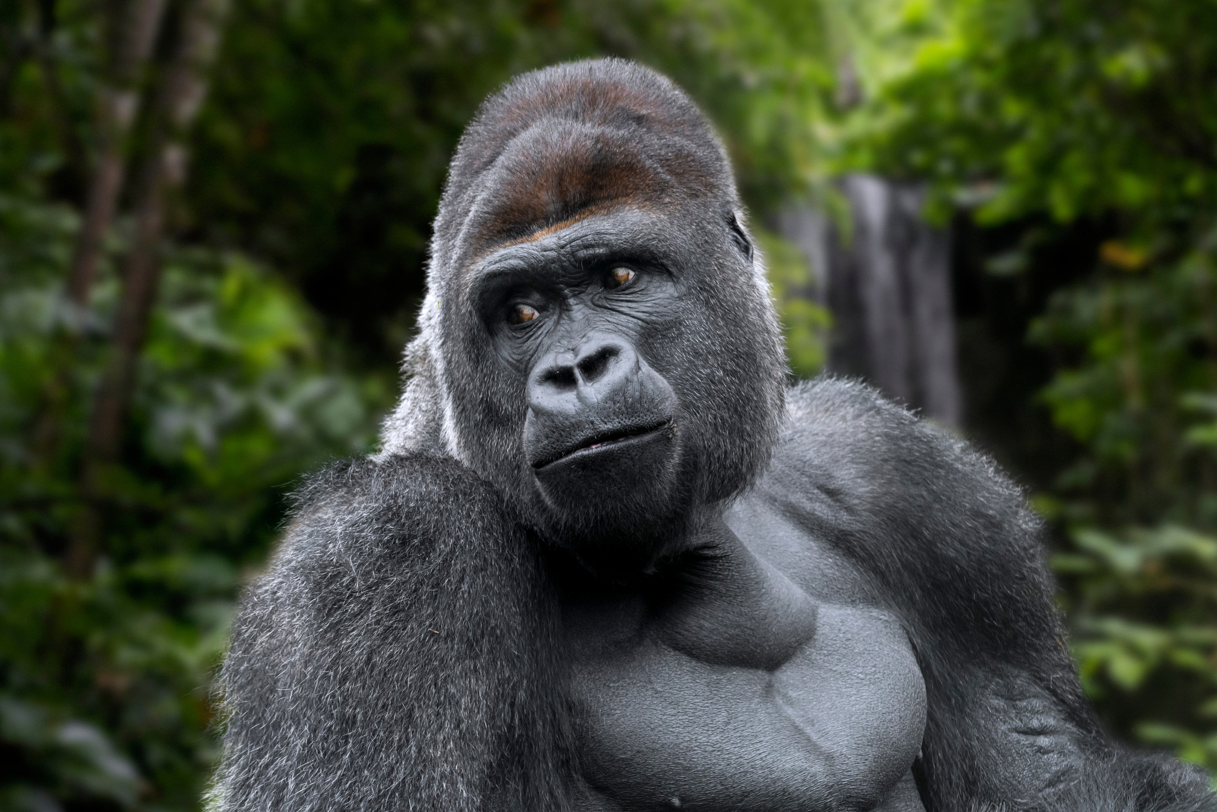 22 animals on the endangered species list