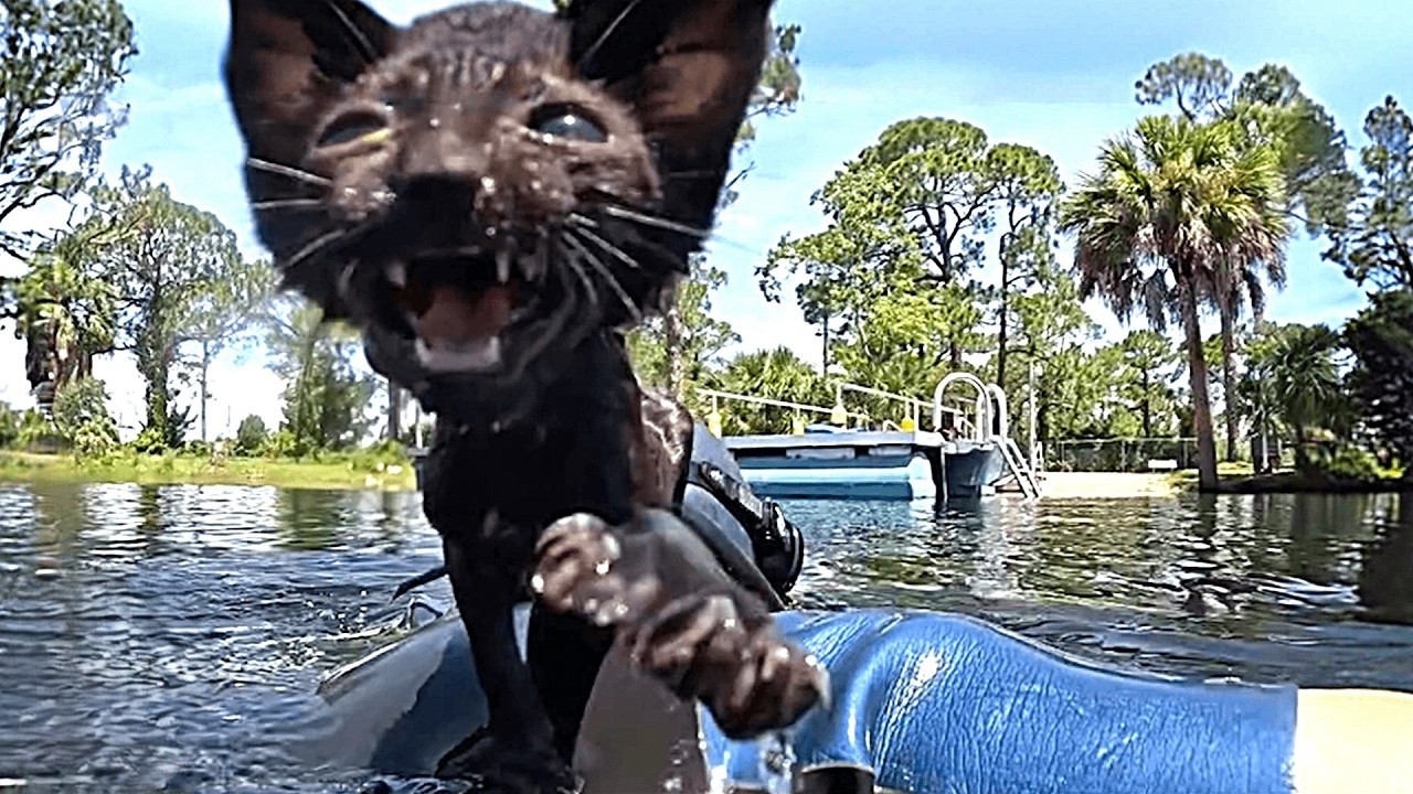 Lost kitten swam through water to reach him - until she found her ...