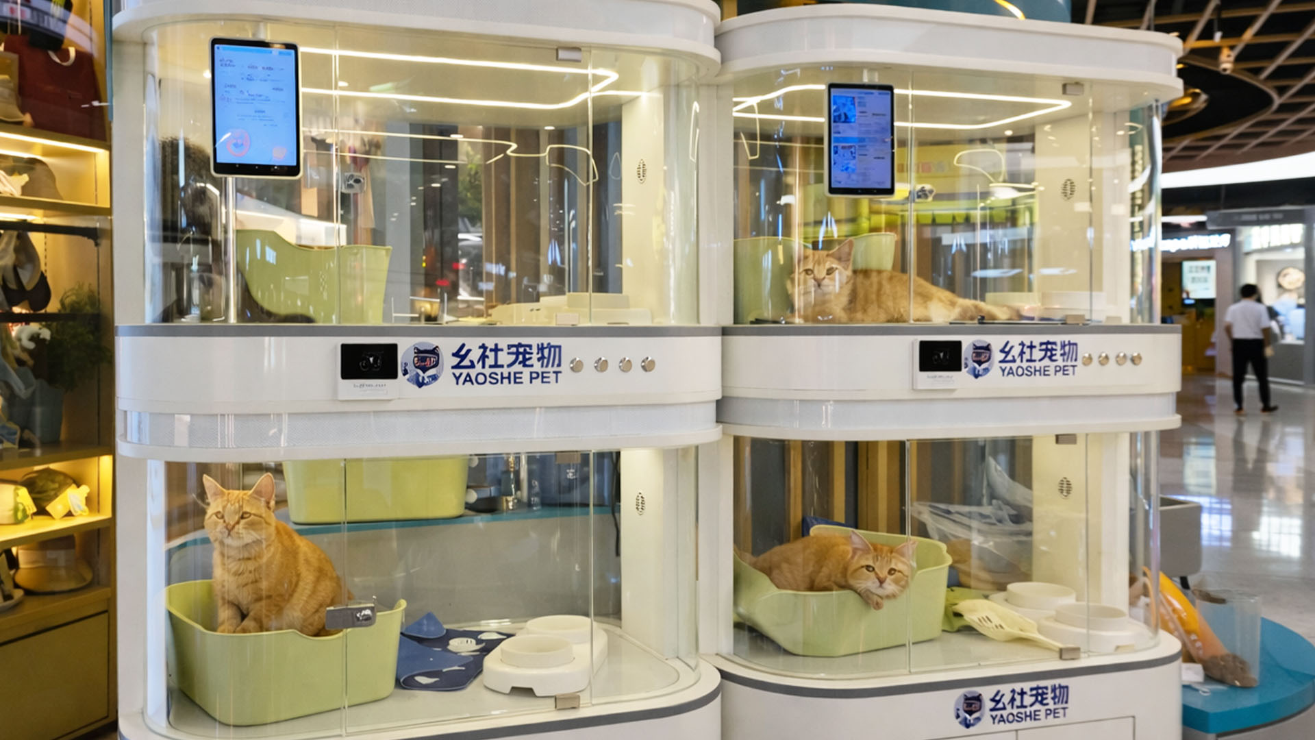 People stop when they see cats inside glass pods in China