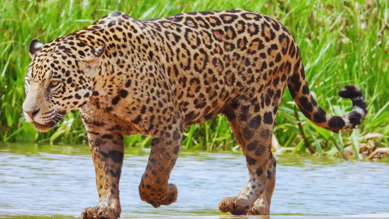 10 iconic animals from the Amazon rainforest