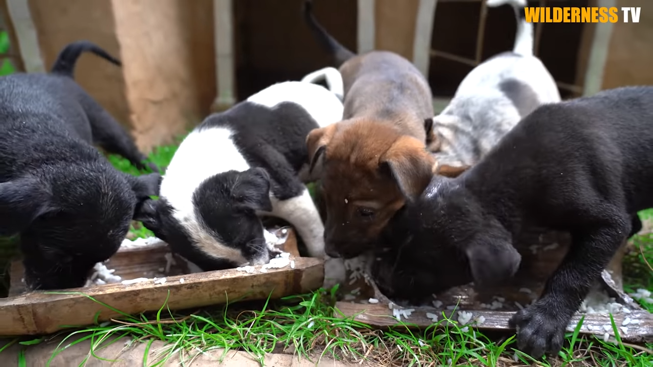 Watch what happens when cold, scared puppies find a forever home