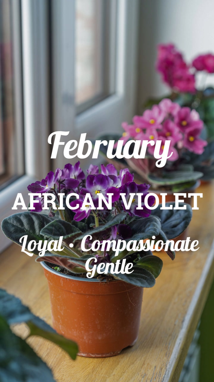 What your birth month houseplant says about you