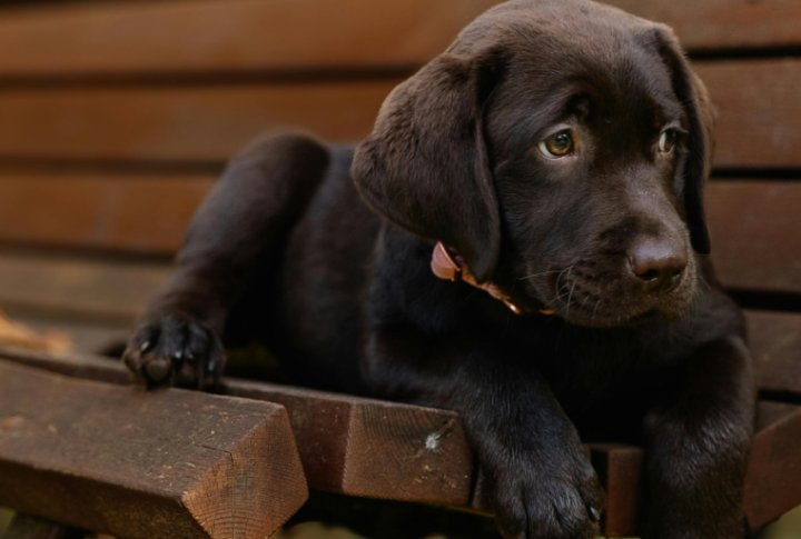 15 things your dog might be scared of