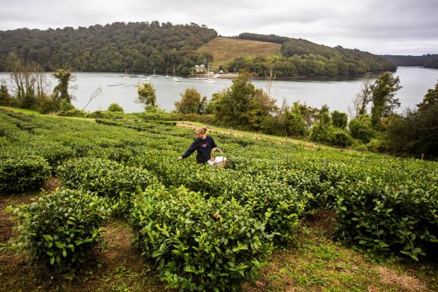 Tea estate scoops top honour at Royal Cornwall Show