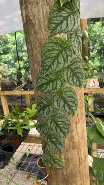 This rare climbing plant will instantly elevate your garden