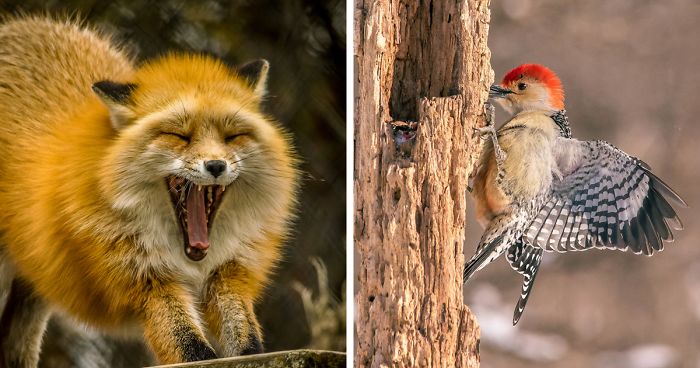 From veteran to wildlife photographer: 29 remarkable nature pics