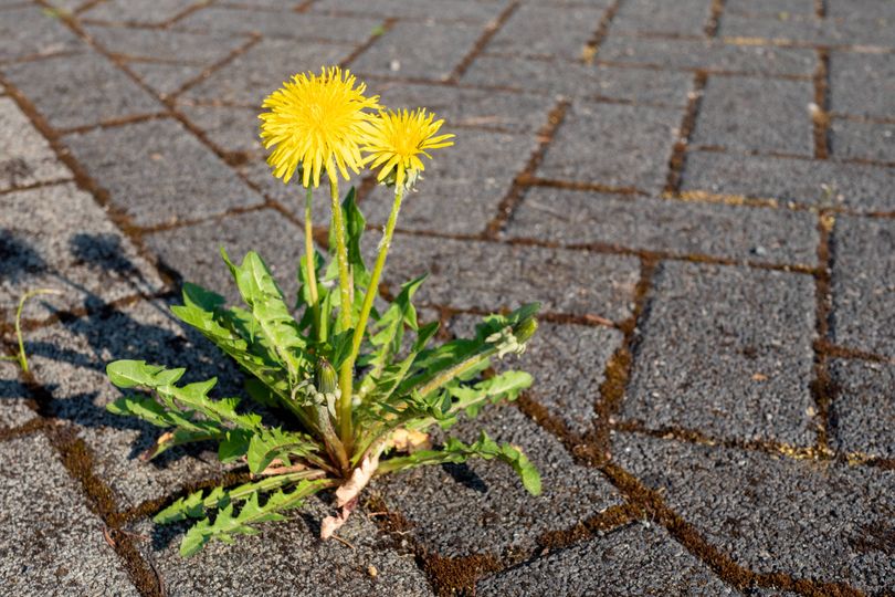 Kill weeds in seconds and keep them away with 35p cupboard staple that ...