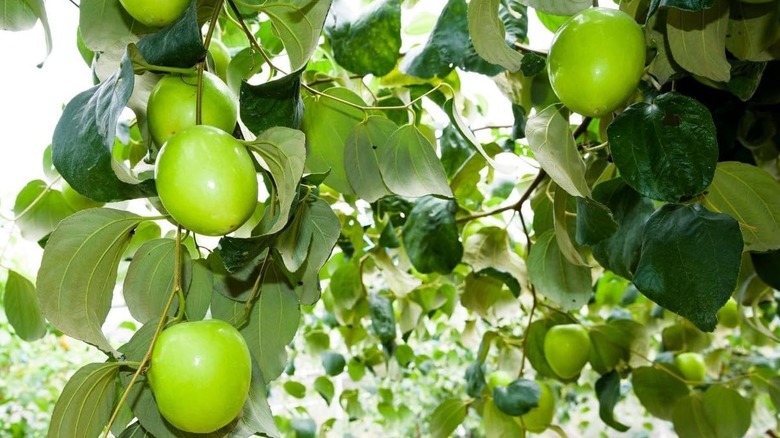 8 best fruit trees to grow for hot and dry climates