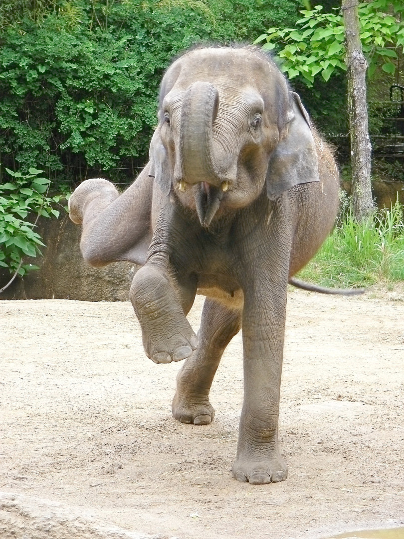 The animals with the best dance moves