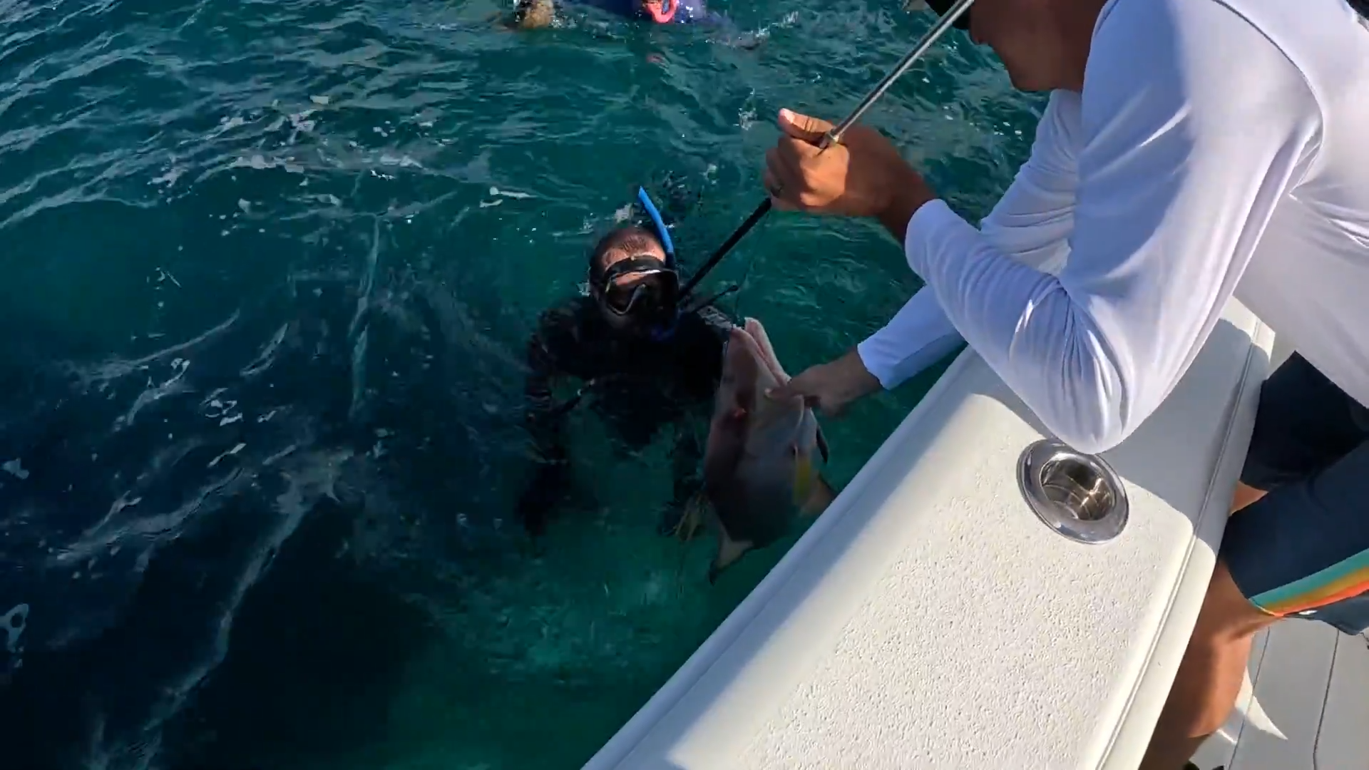 She thought it was just another dive until she saw the giant hogfish