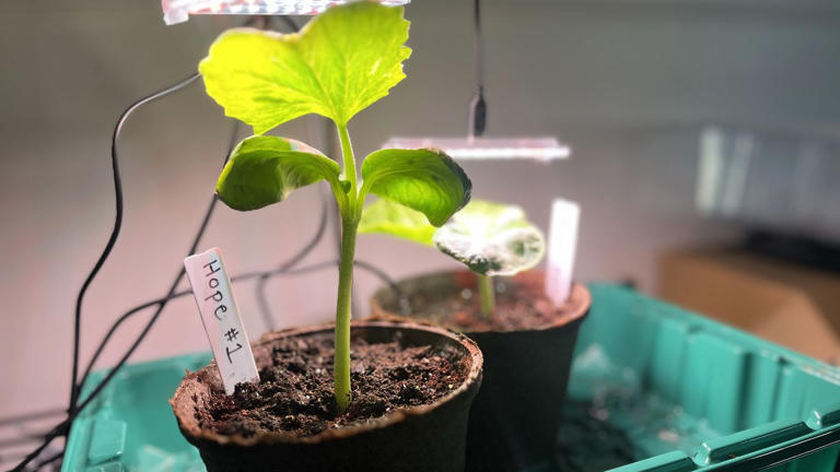 I'm growing a giant pumpkin for the Iowa State Fair