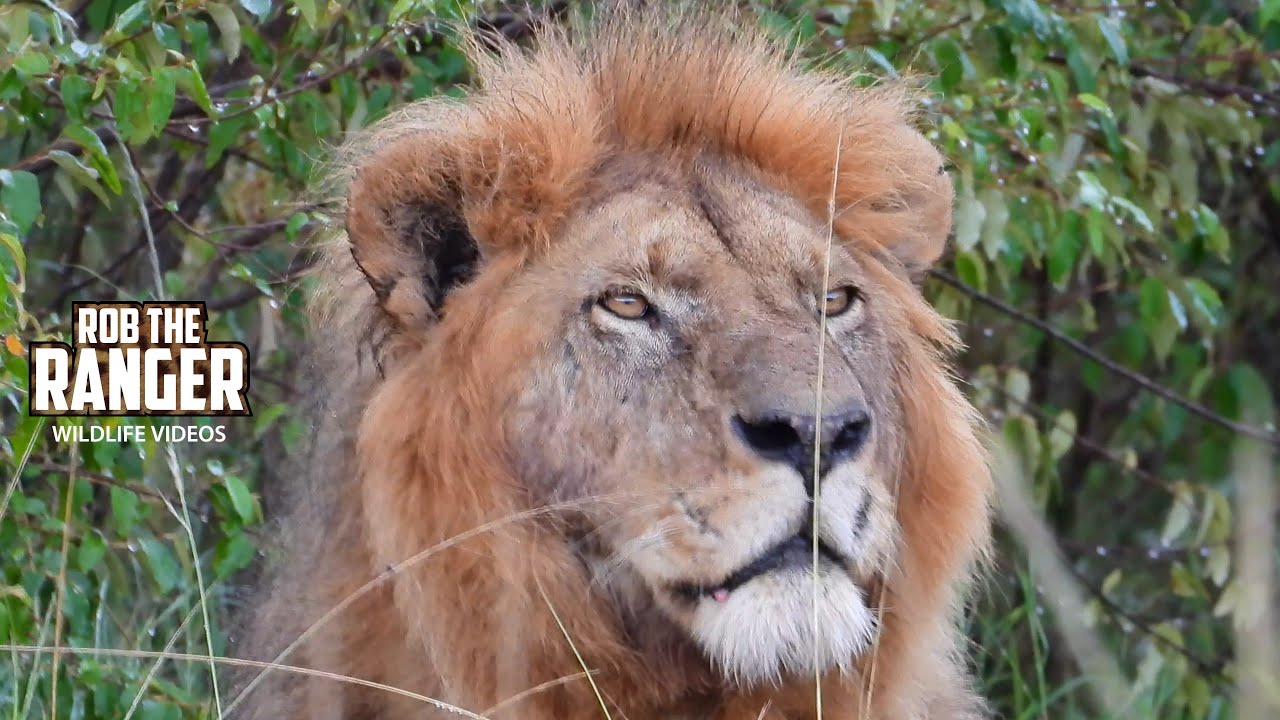 Lion pride spotted after a downpour in the wild