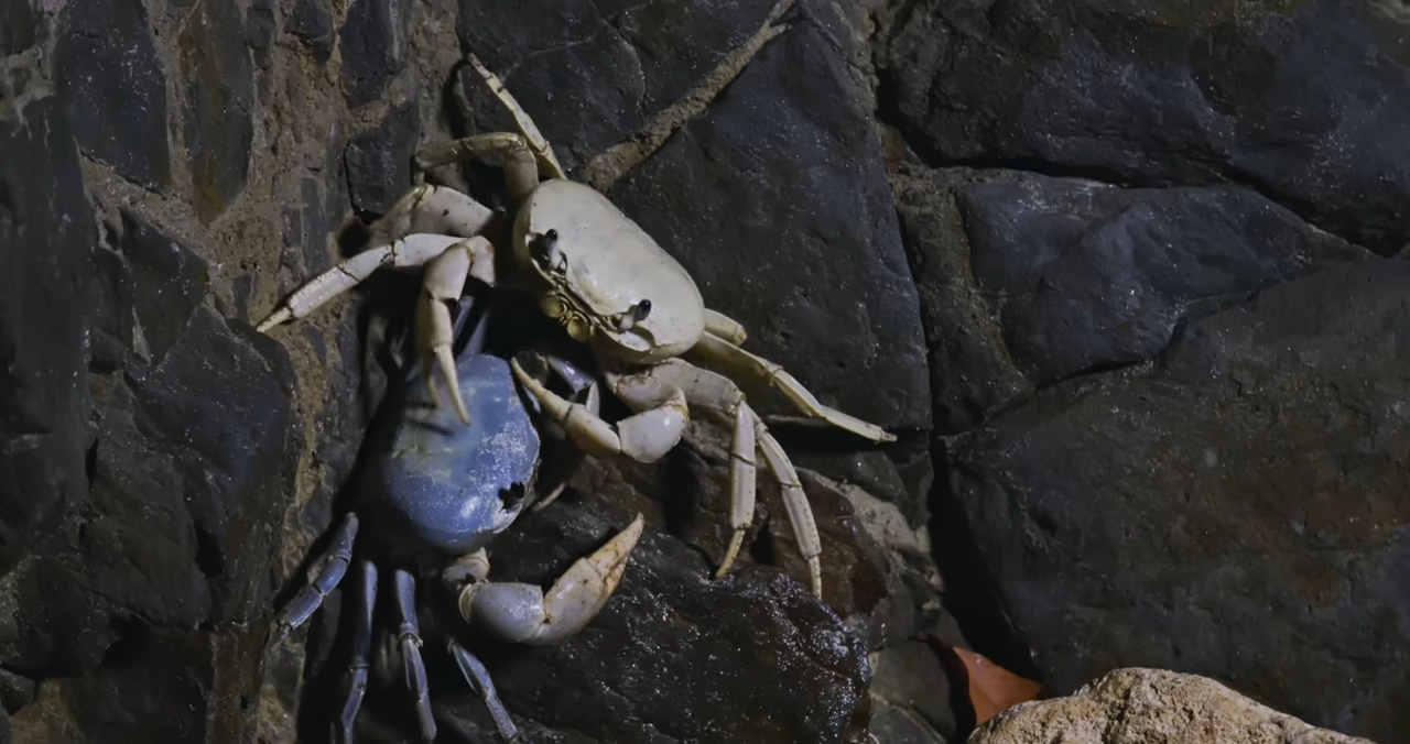 Watch what happens when a crab uses its claws to crush and tear prey apart