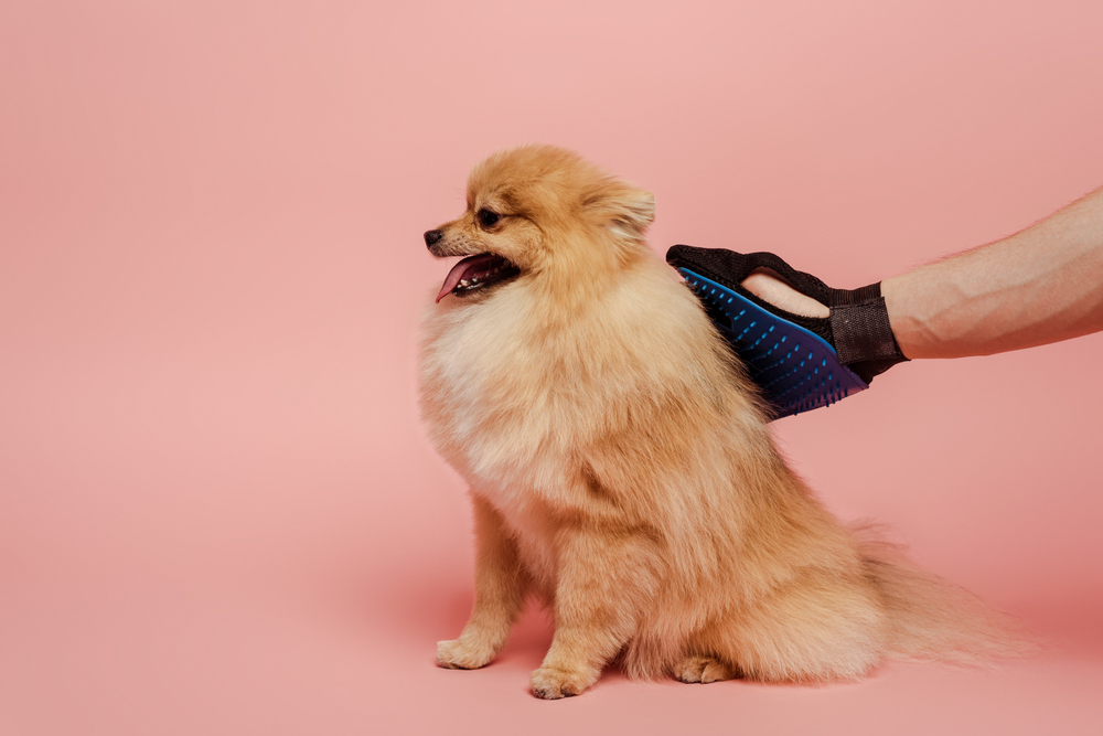17 pet hair removal hacks that actually work