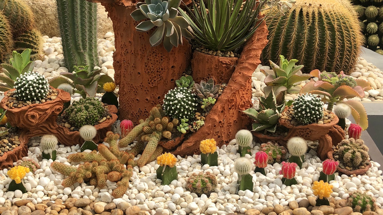 10 beautiful succulent garden design ideas to add curb appeal to your yard