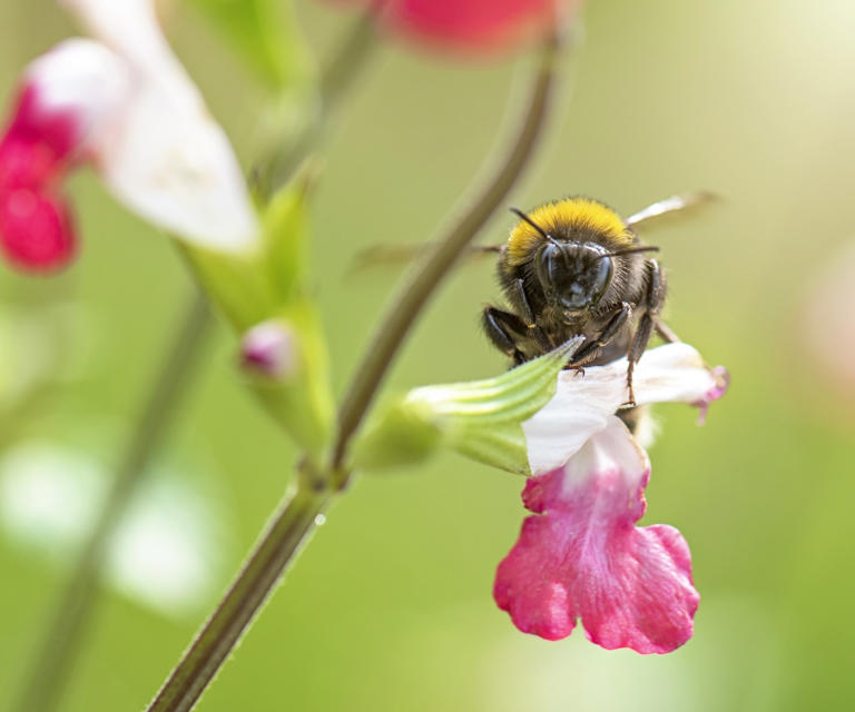 These native small pollinator plants all attract bees, butterflies, and ...