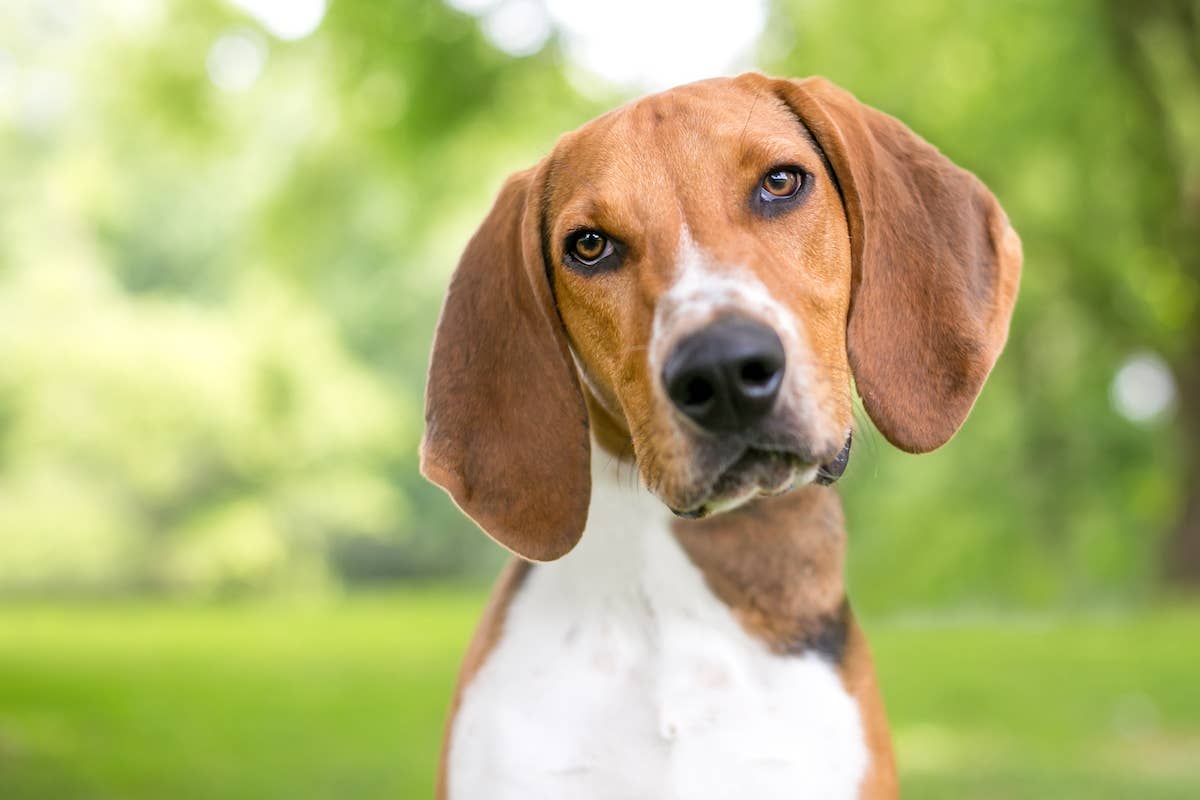 Watch Juniper the hound dog's hilarious reaction to weight loss advice