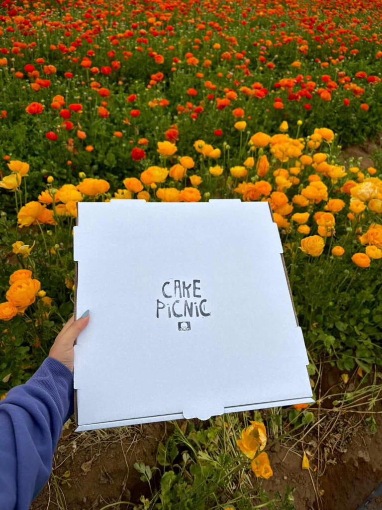 Let them eat (500 pieces of) cake: How the cake picnic movement is ...