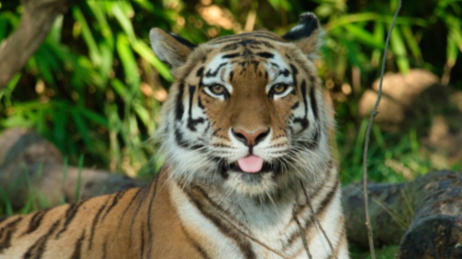 What is the largest wild cat in the world? Amazing facts about nature’s ...