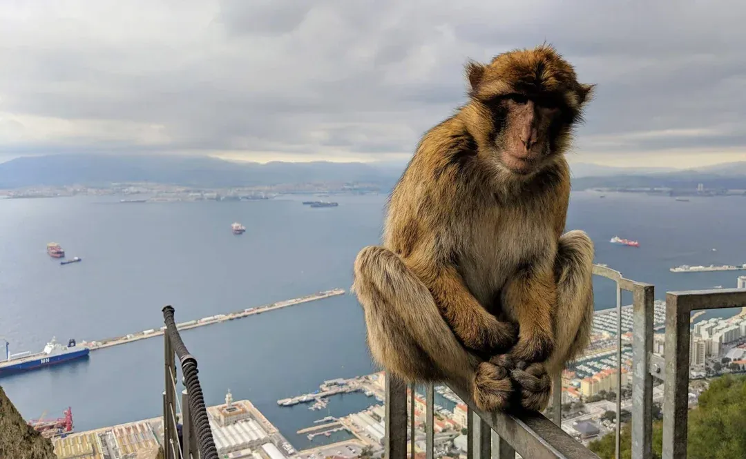 24 places around the world to see wild animals roam freely