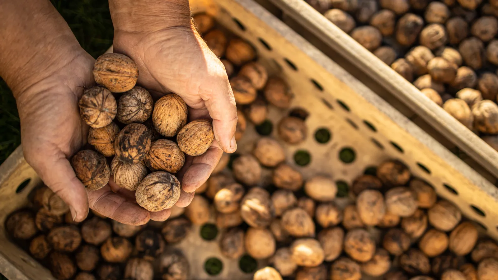 California walnut exports hit by Hormuz shipping disruptions