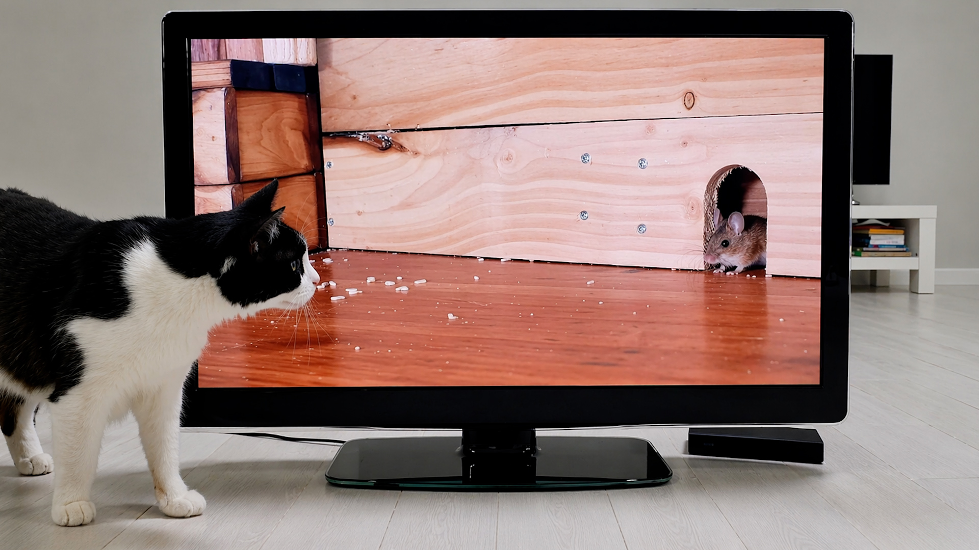 Where did the mouse go? Cat is confused
