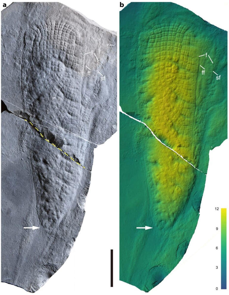 Scientists found a fossil along a river in China, and it seems to have ...