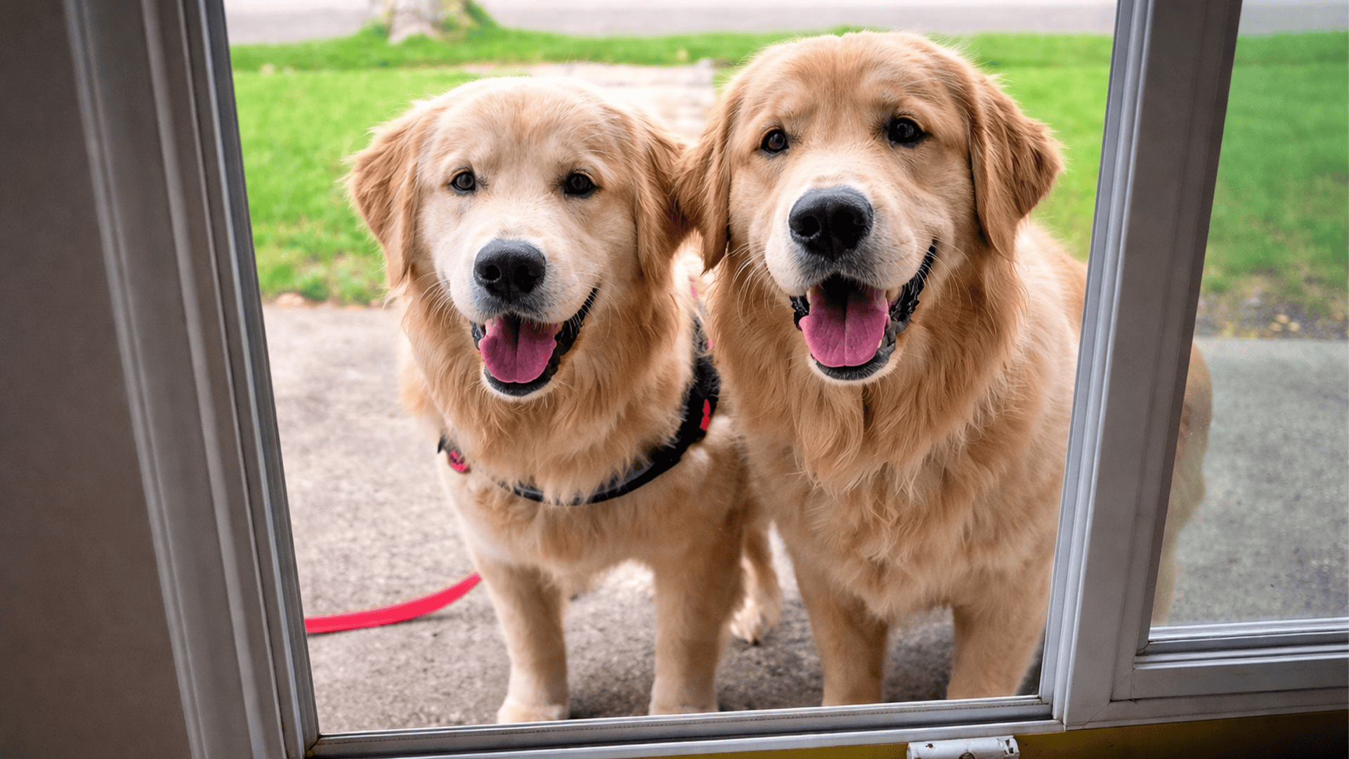 My dog invited a friend without asking