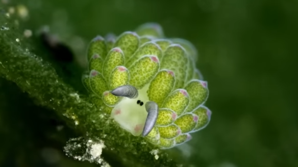 This creature is half animal, half plant – and it breaks biology