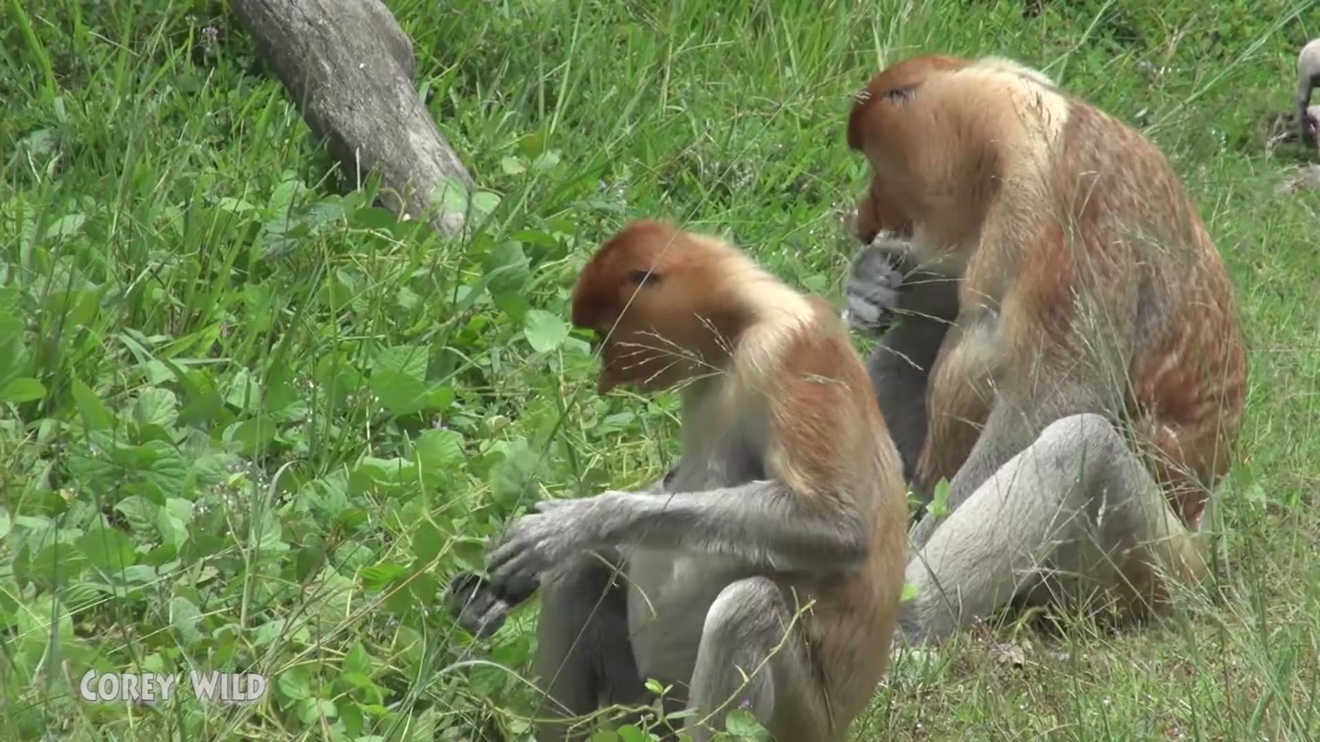 Encountering endangered proboscis monkeys with distinctive large noses