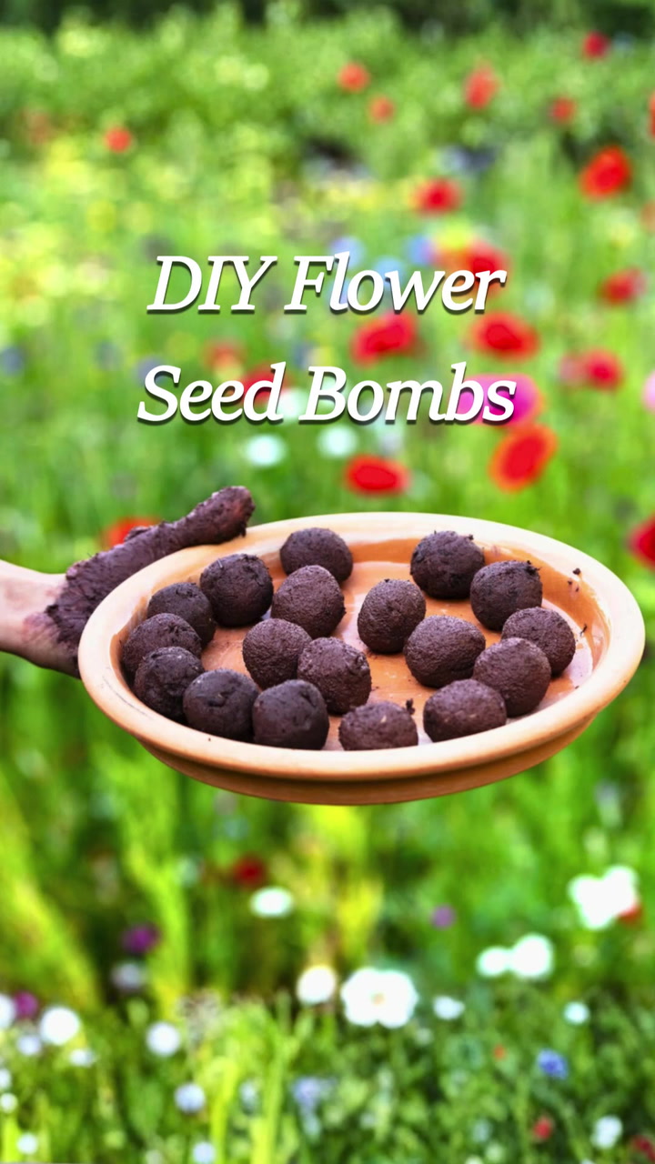 How to make DIY flower seed bombs