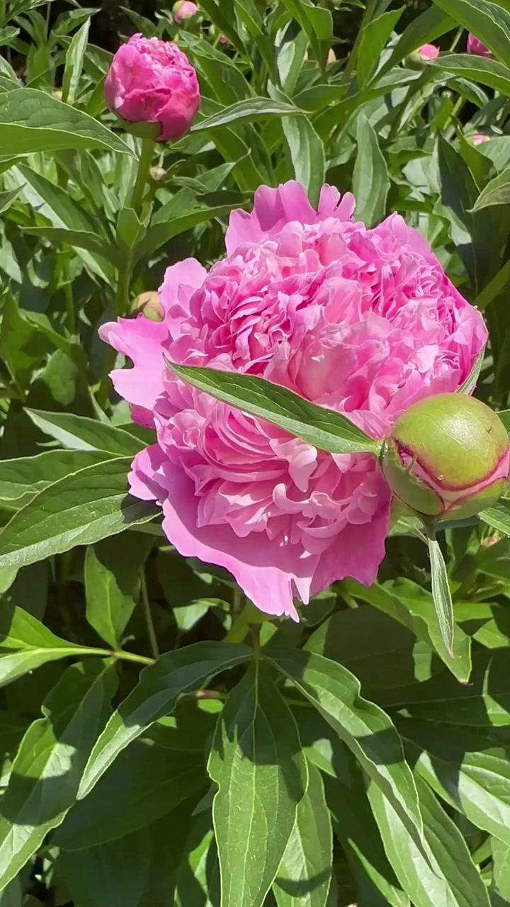Cutting back peonies in the fall