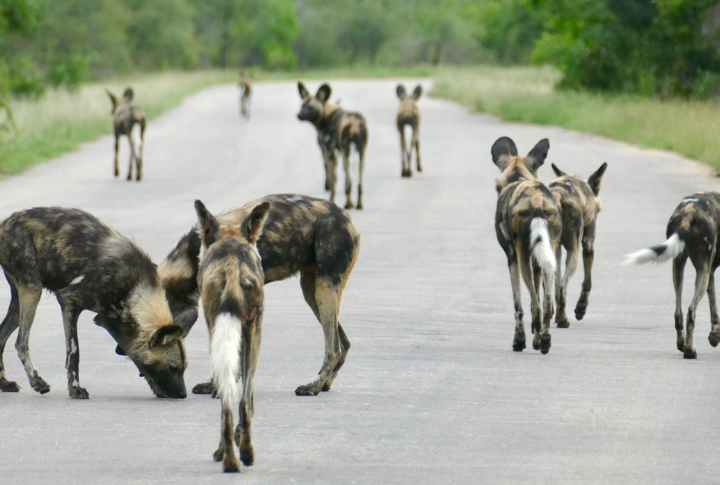 Meet 15 wild animals that prove survival isn't easy