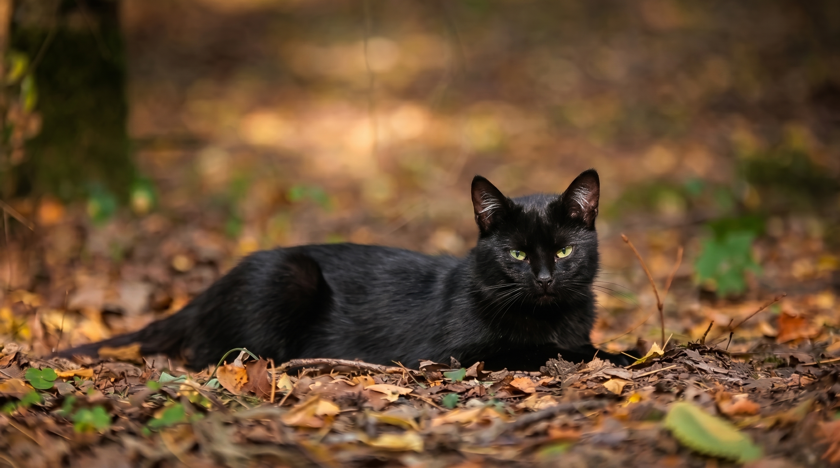 Watch what happens when a black cat faces off against a venomous snake