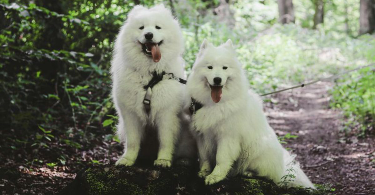 These 10 dog breeds are among the most beautiful you'll ever see