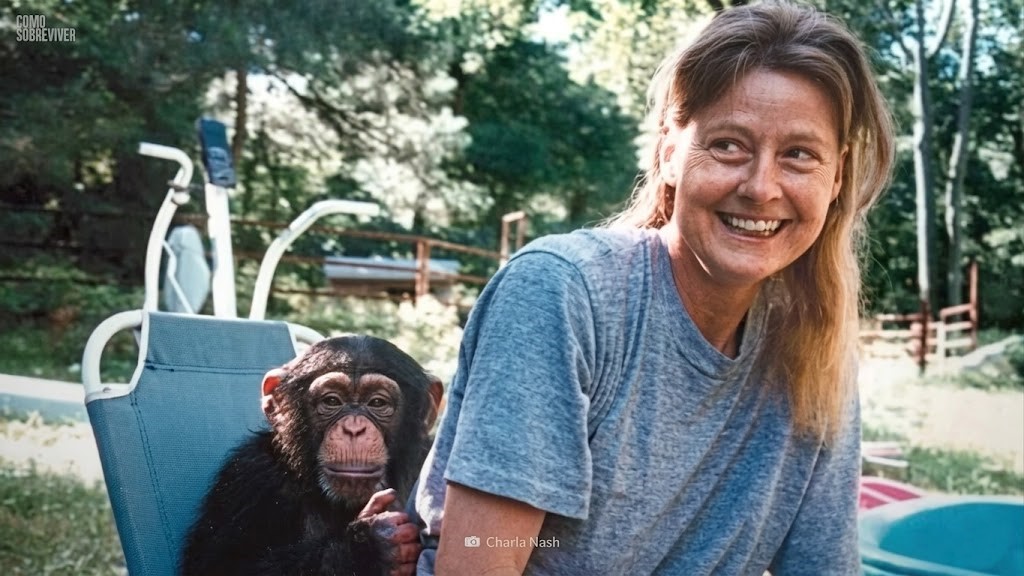 Este chimpanzé era seu animal de estimação - 10 segundos depois ...