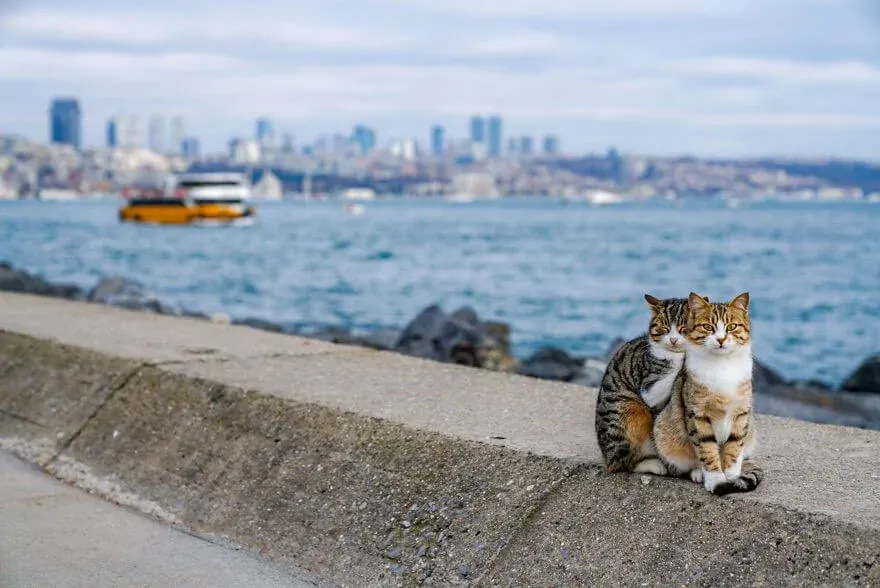 24 places around the world to see wild animals roam freely