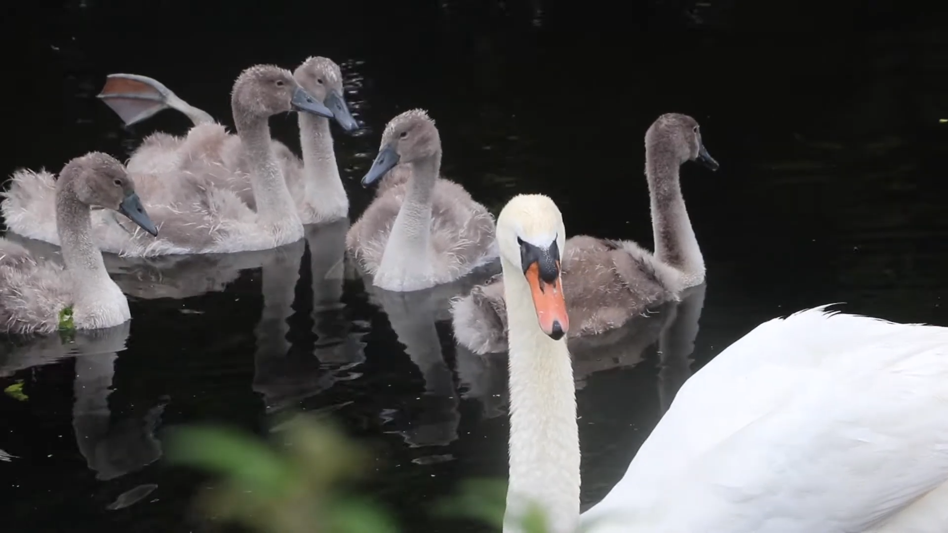 This bird’s wings can break bones, don’t mistake it for gentle