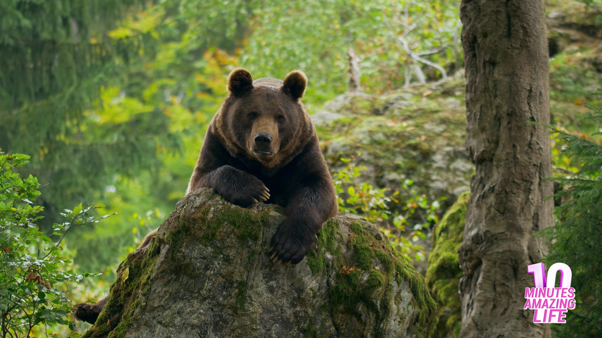 Massive bear watches closely while guarding its territory
