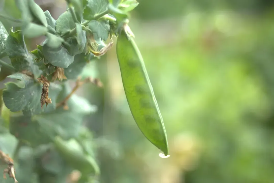 10 vegetables that actually taste better when you grow them yourself