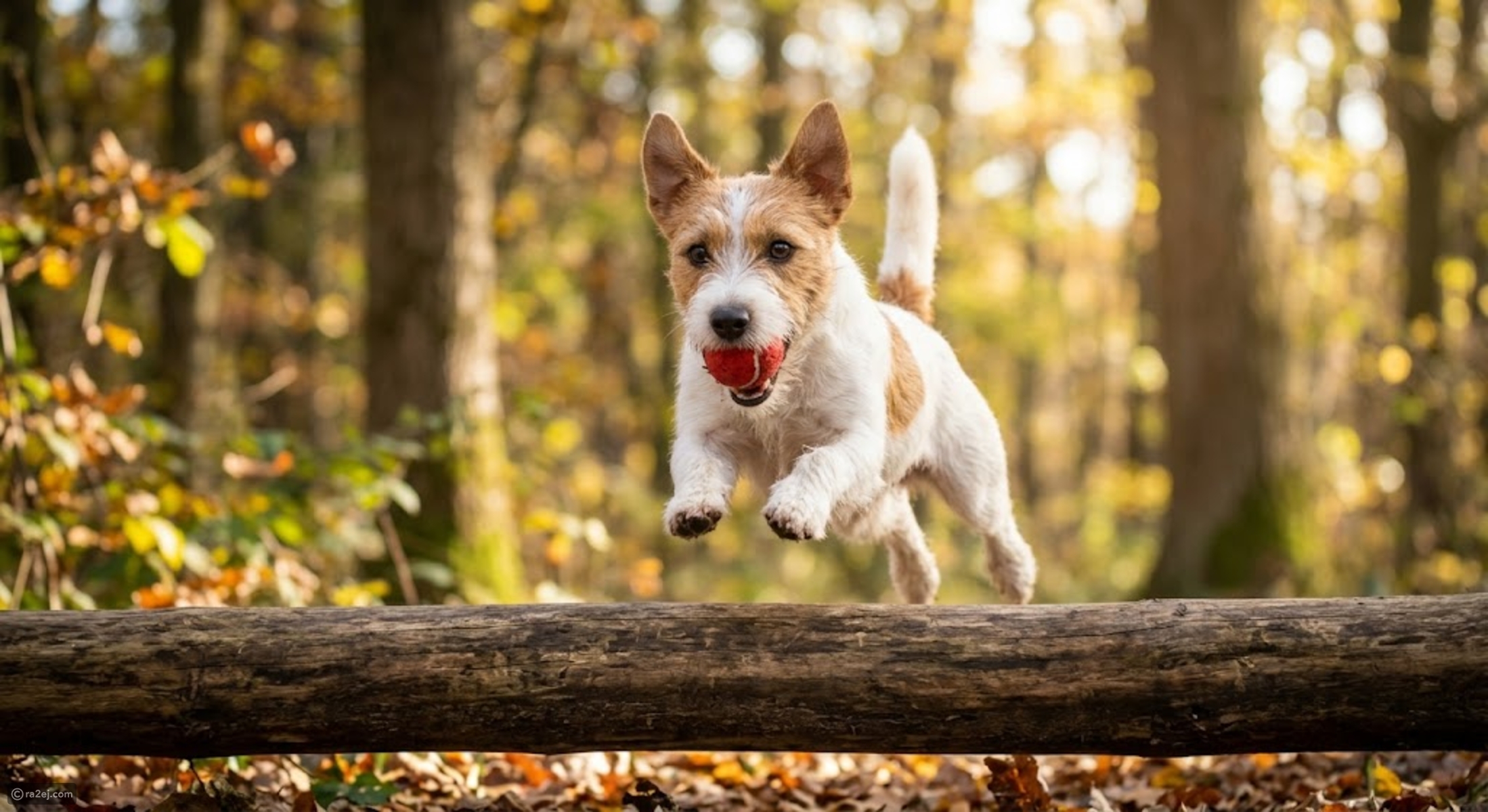 A vet says these dog breeds are never worth owning