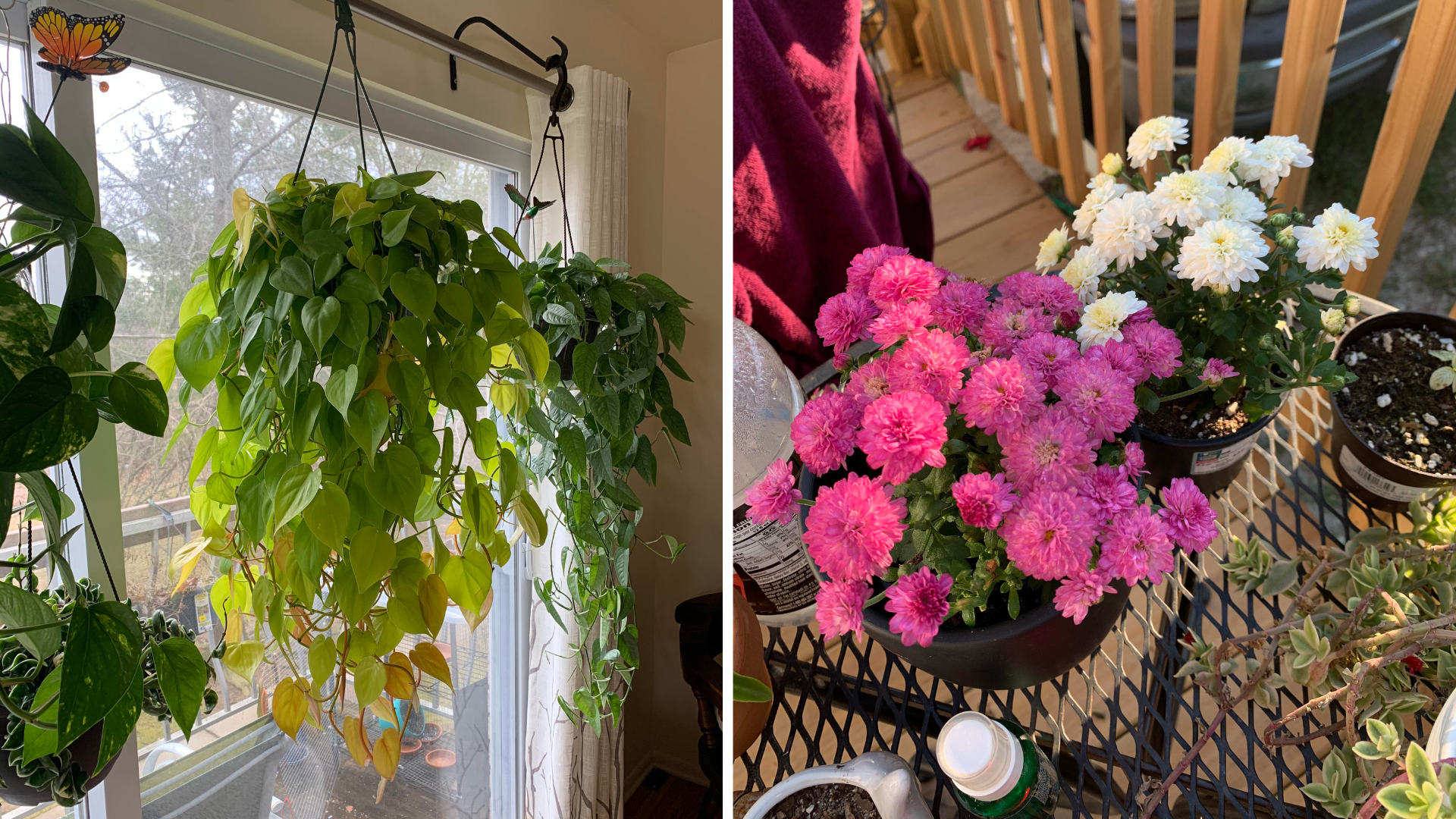 25 houseplants believed to boost your home’s energy