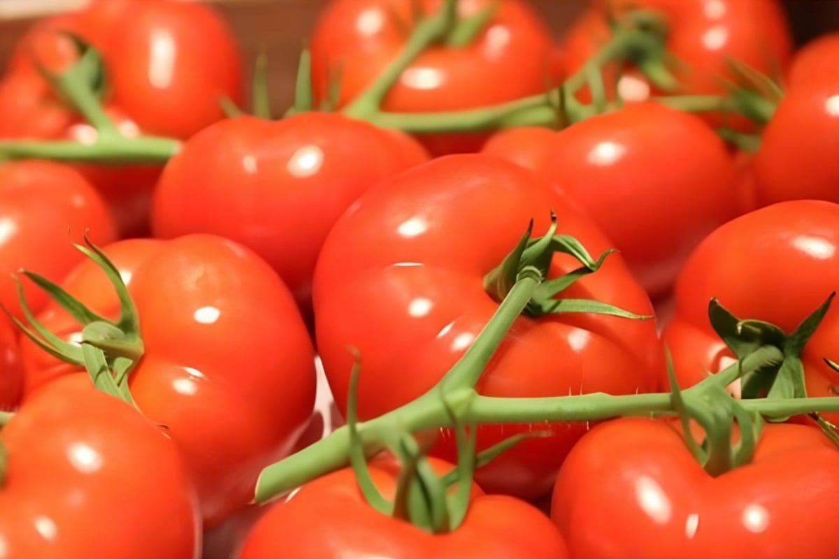 Tomates, poivrons : pourquoi les prix baissent actuellement au Maroc