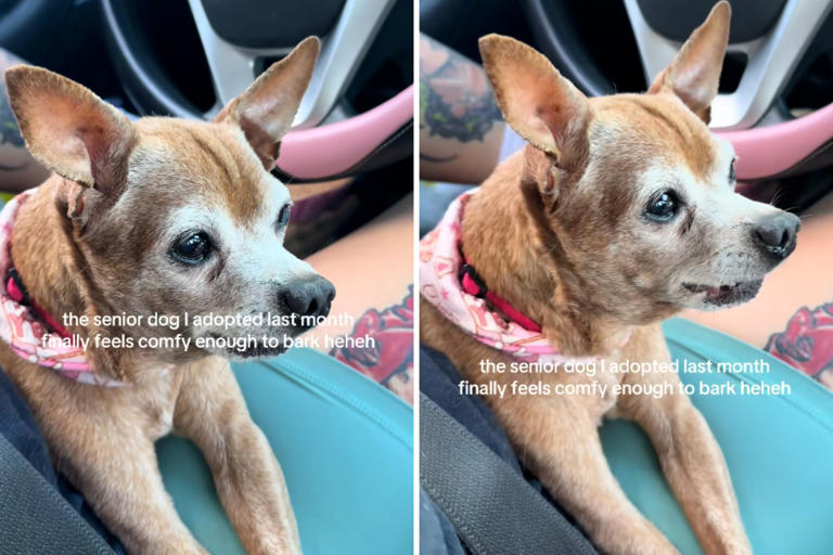 Moment senior dog finally feels brave enough to do one thing after adoption