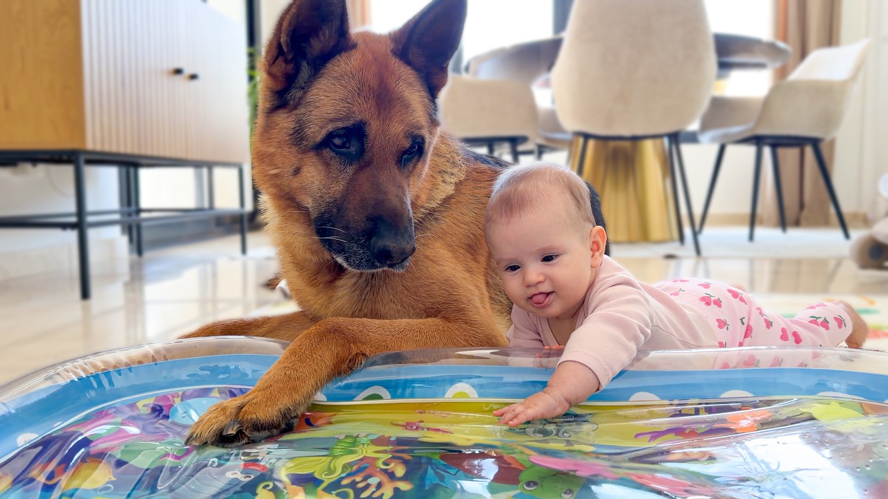 German shepherd watches baby explore with curiosity