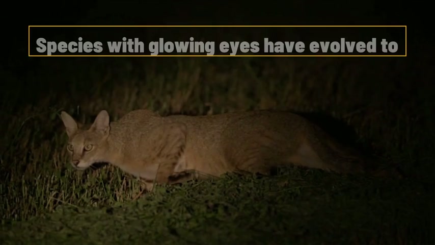 Why cats’ eyes glow in the dark