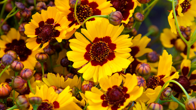15 perennials that bloom with bright yellow flowers