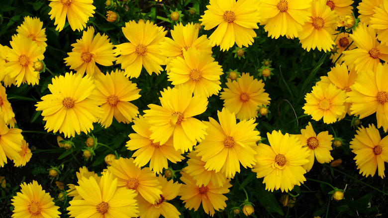 15 perennials that bloom with bright yellow flowers